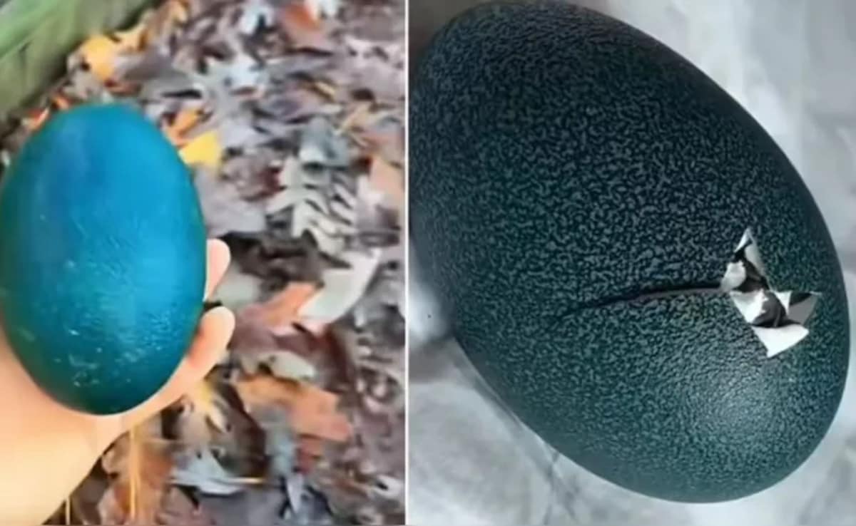 Blue Egg Mystery Couple in Australia Takes Giant Blue Egg Of emu Adopts ...