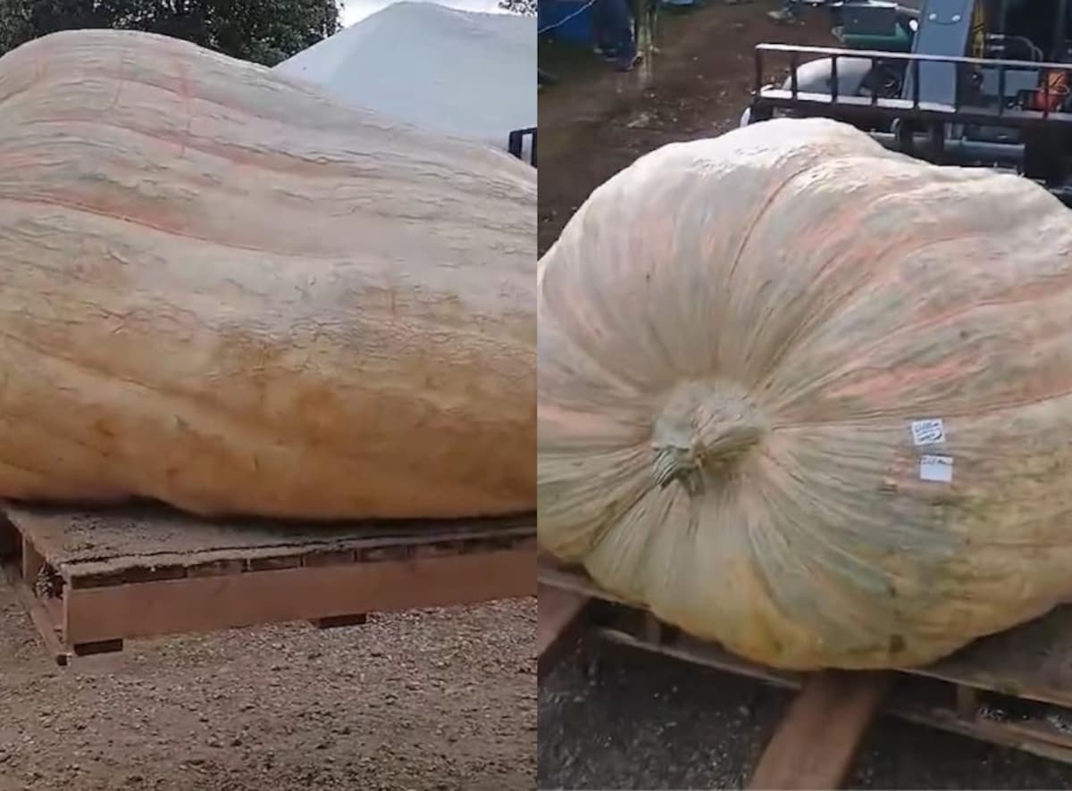 biggest ever pumpkin