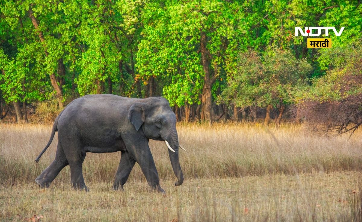 Omkar elephant terrorizes Sindhudurg district Forest Department