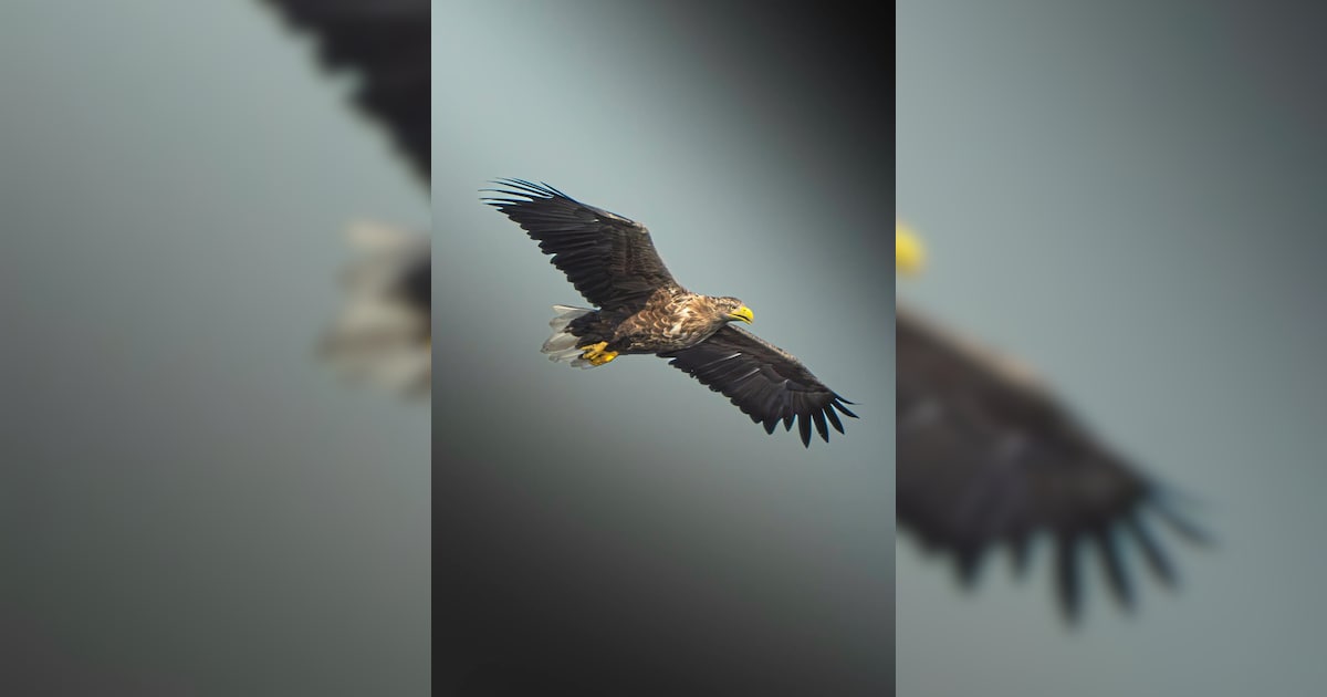 largest indian eagle