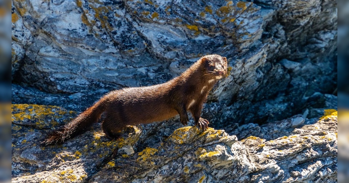Mink vs Otter: What's The Difference