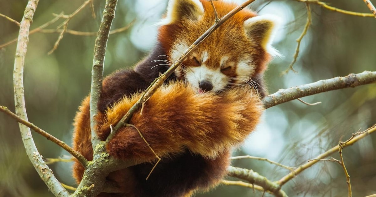 6 Animals With Most Beautiful Fur