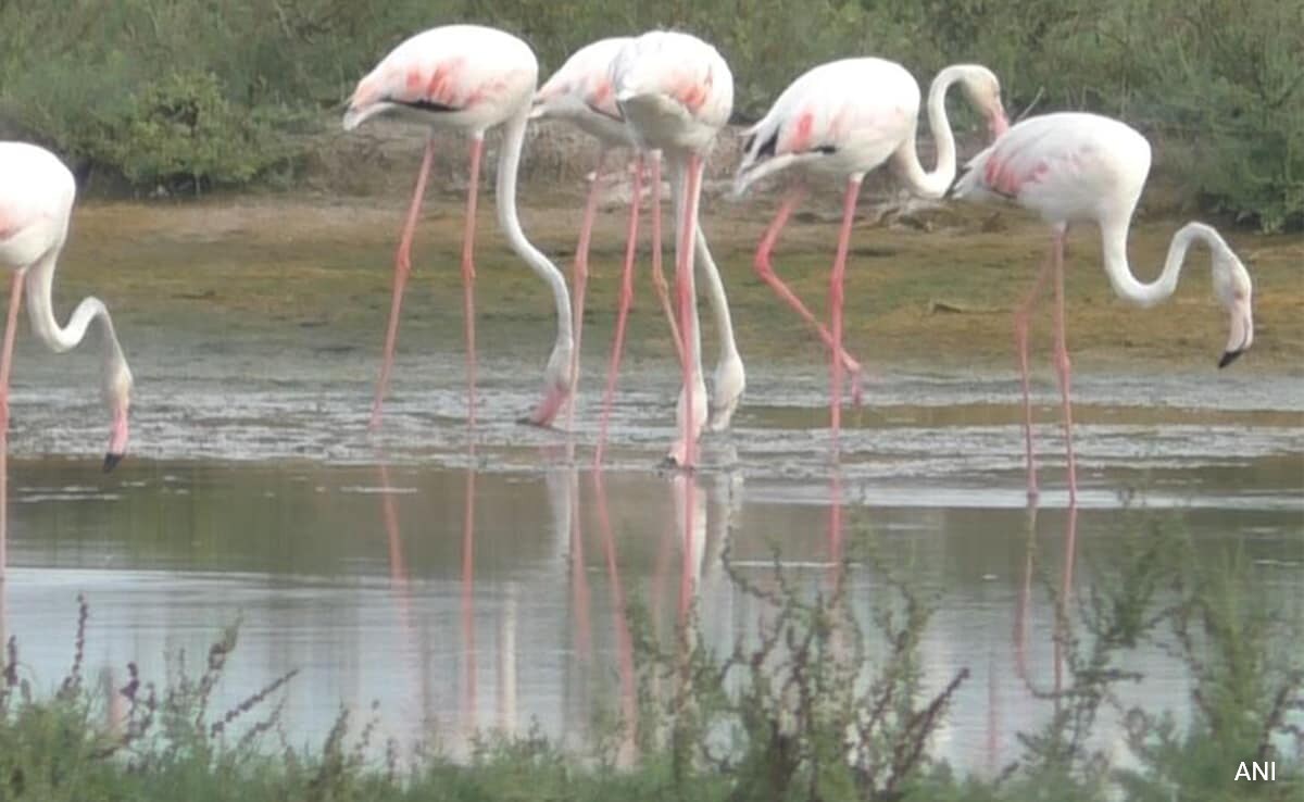 Pink Bloom: Flamingos Arrive In Tamil Nadu's Thoothukudi For Winter Stay
