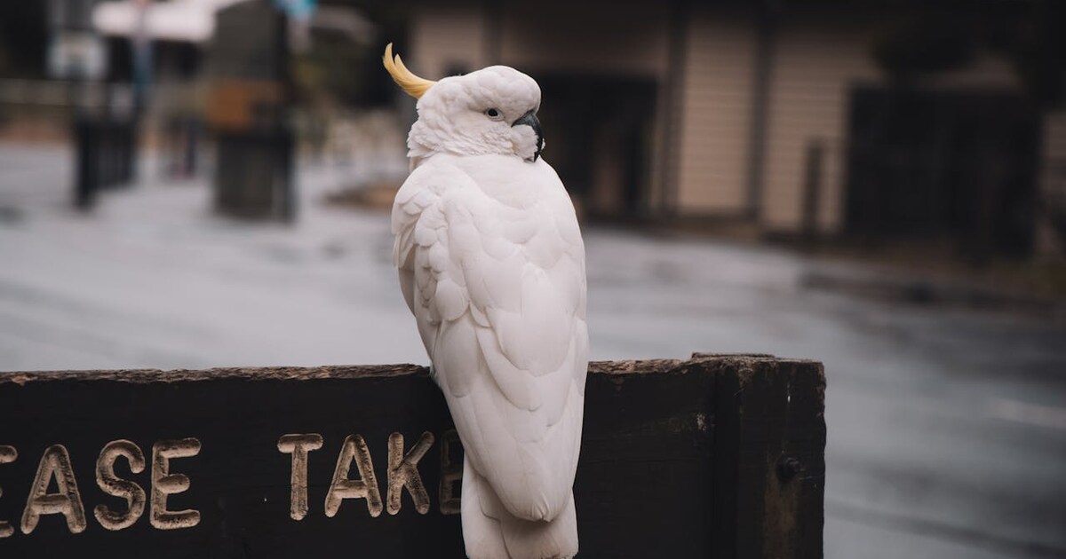 Meet The World's Smallest Sulphur-Crested Parrot