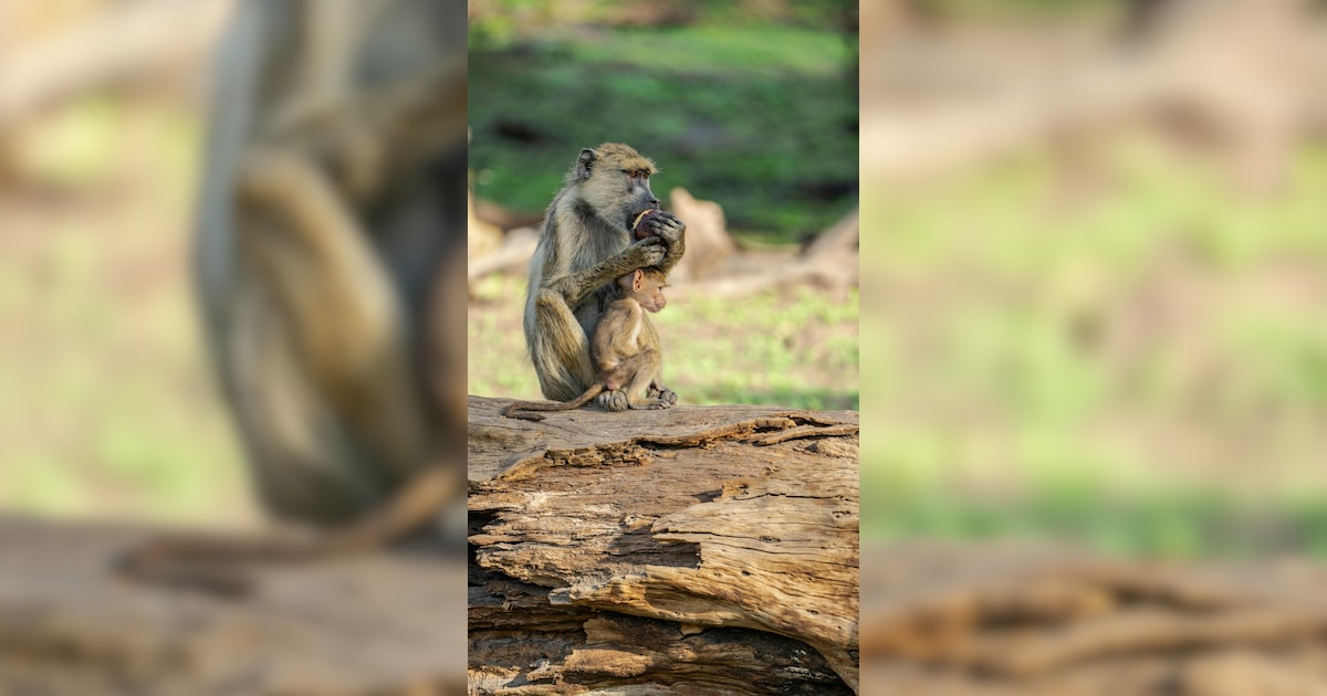 Interesting Facts About Olive Baboon