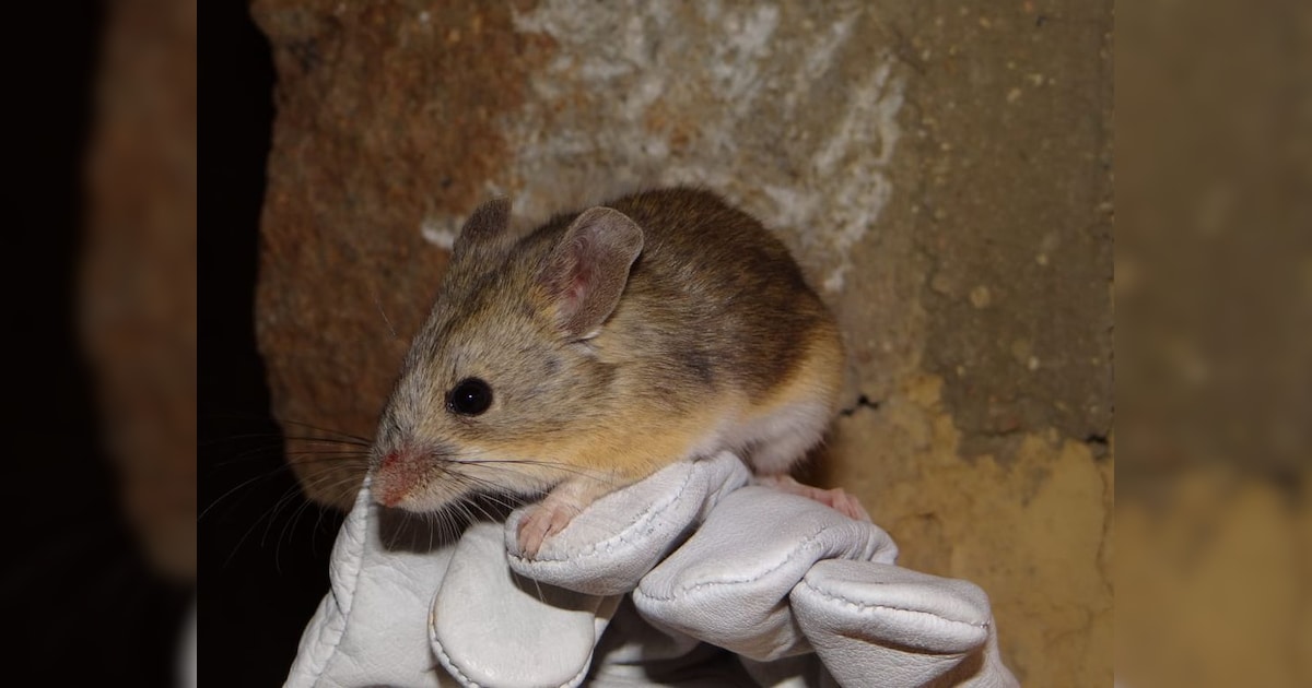 Animals That Live At The Highest Altitude On Earth