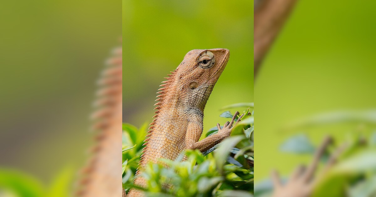 Lizard vs Newt: What's The Difference