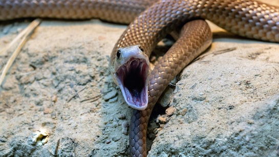 australia snake attack
