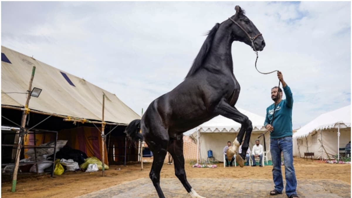 Pushkar Mela 2025: आज ध्वजारोहण के साथ होगा पुष्कर मेला 2025 का शुभारंभ, घोड़े और ऊंट करेंगे ...
