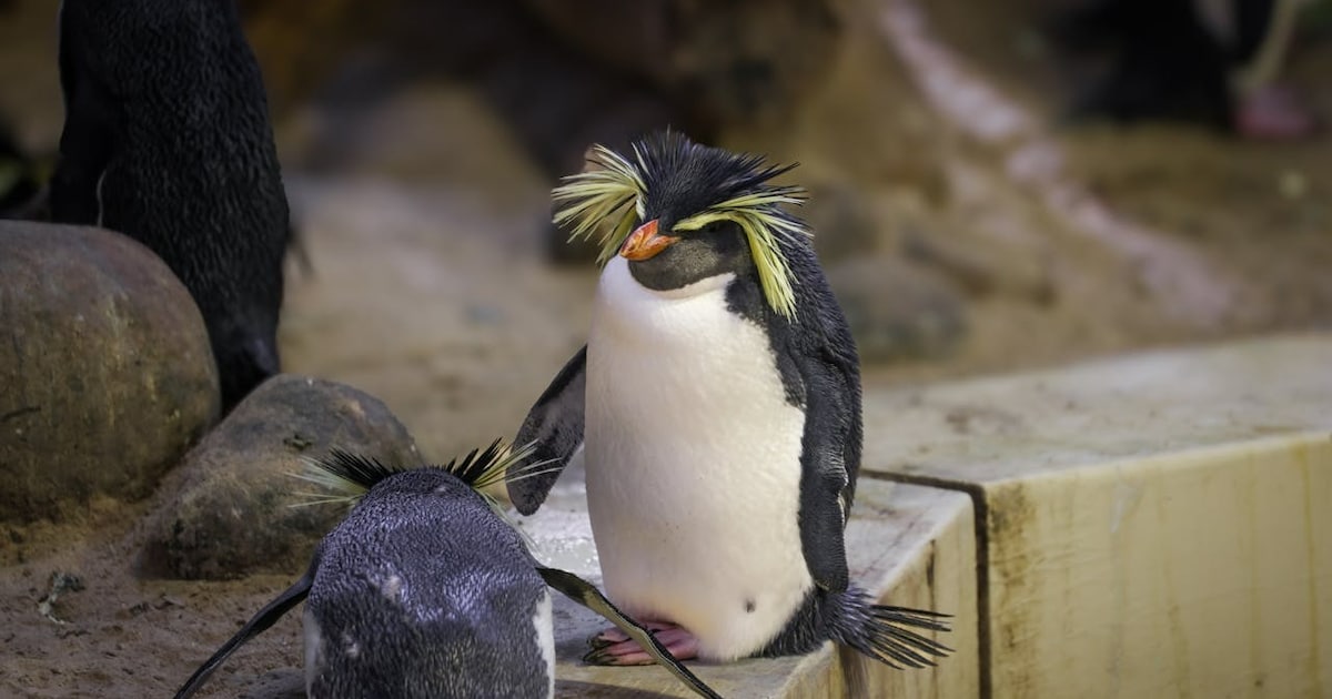 Interesting Facts About Macaroni Penguins