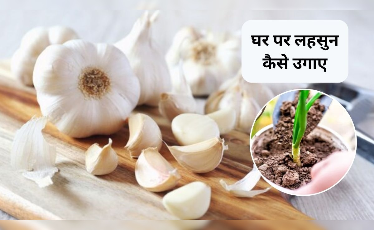Garlic Plant At Home: घर पर ही लहसुन कैसे उगाएं? ये है आसान तरीका ...