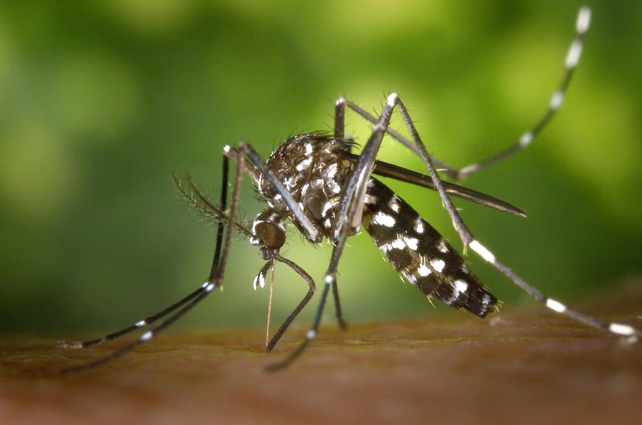 Yellow Fever Outbreak In Venezuela, Travel Advisory Released: What You ...