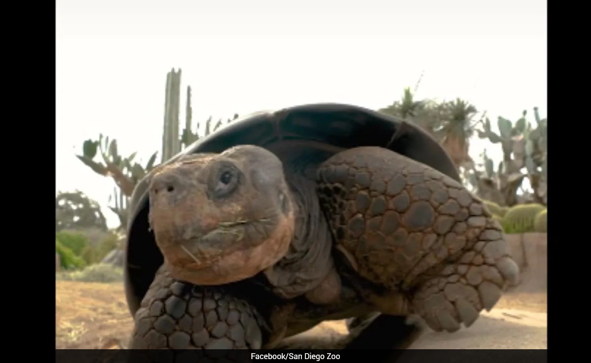 Galpagos Tortoise Gramma, Oldest Animal Of California Zoo, Dies At 141