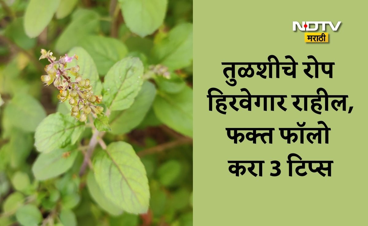 Tulsi Plant Care Tips For Making Your Tulsi Plant Healthy In Winter