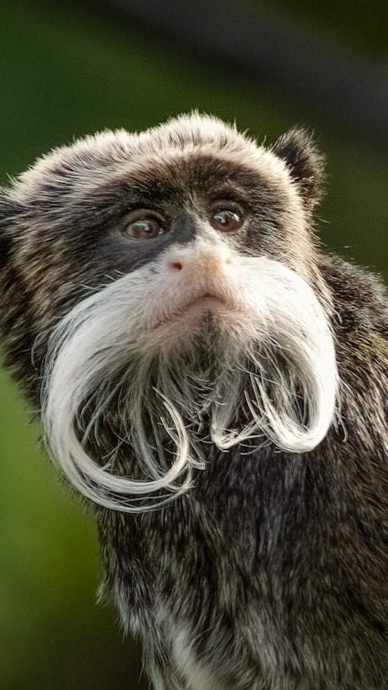 mustache monkeys