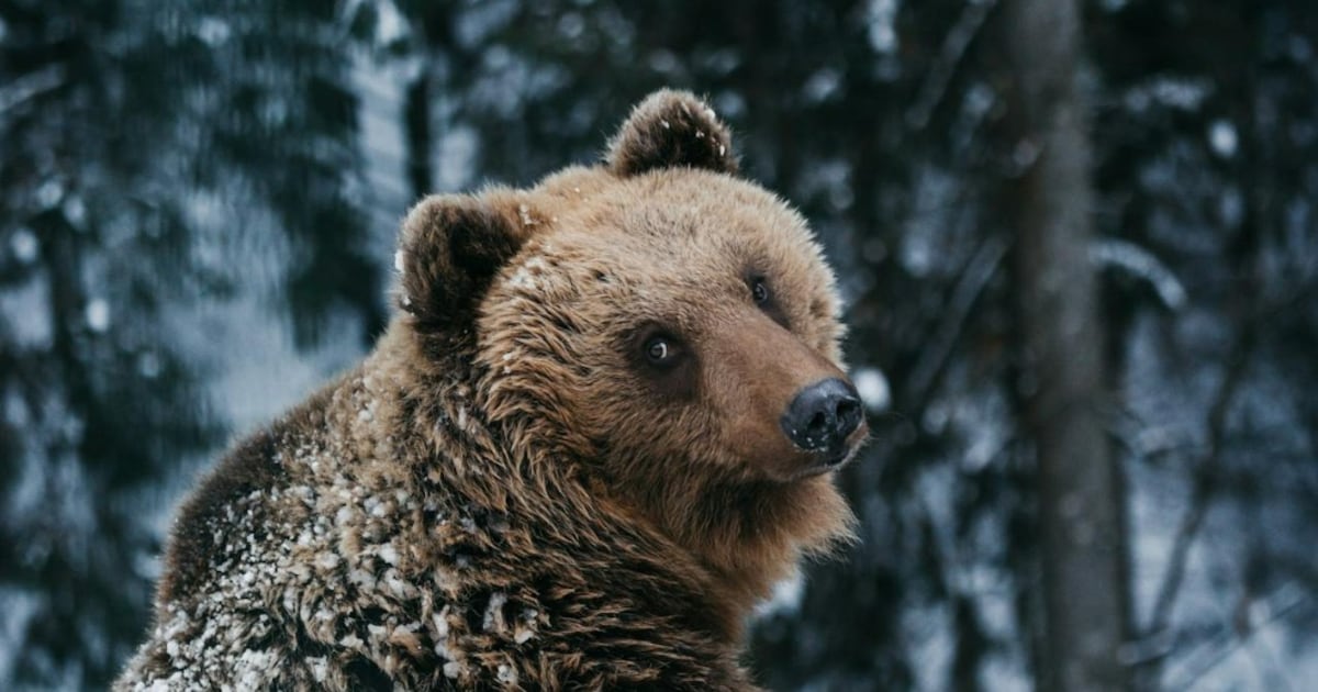 How Does Hibernation Work In Animals