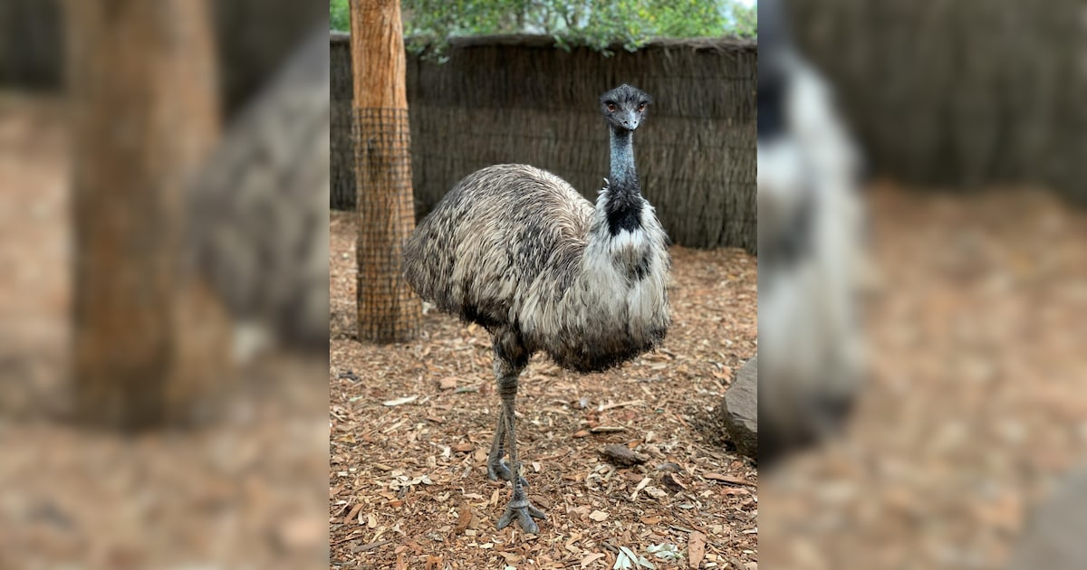 Meet The World's Second Biggest Flightless Bird