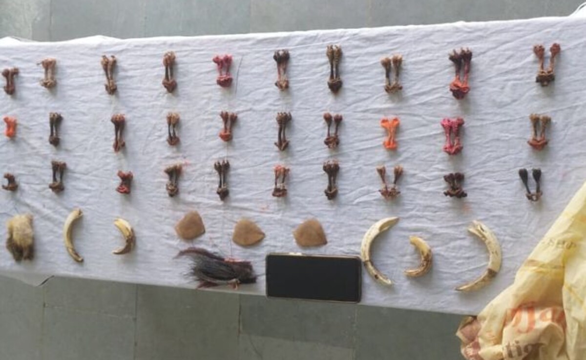 Animal Trafficking Reaches Record High In 2025: Interpol
