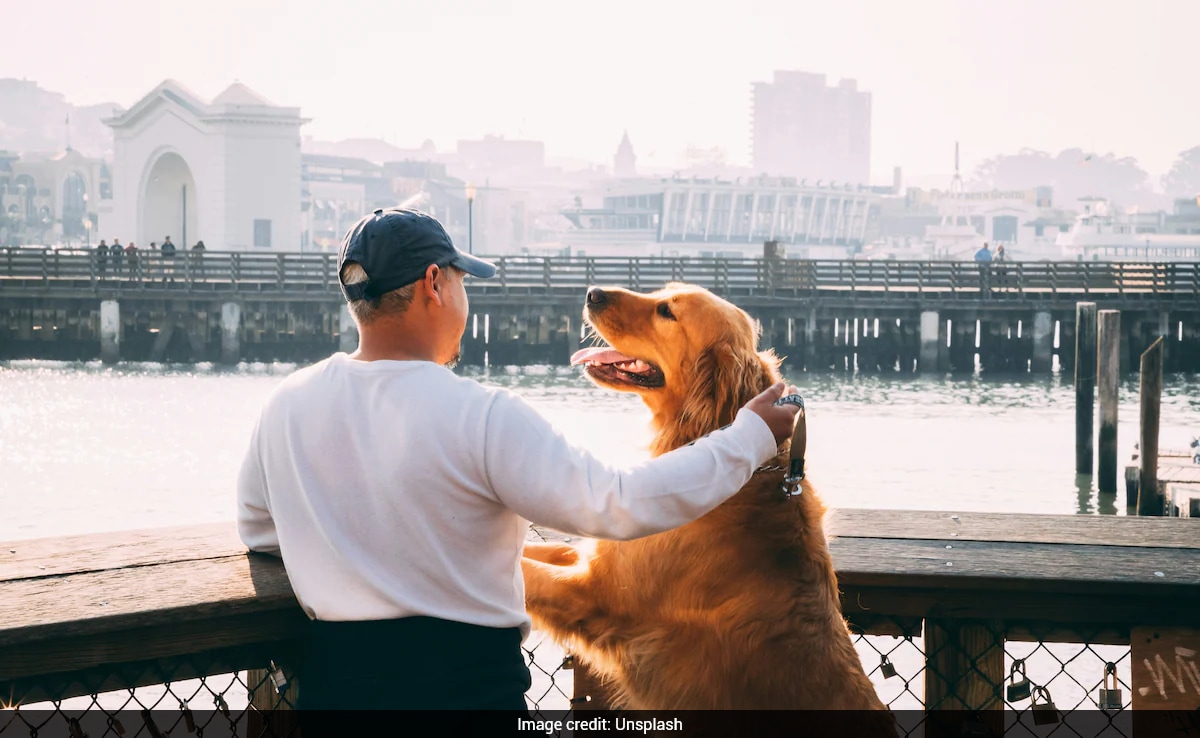 Study Reveals Golden Retriever And Humans Share Genetic Roots ...