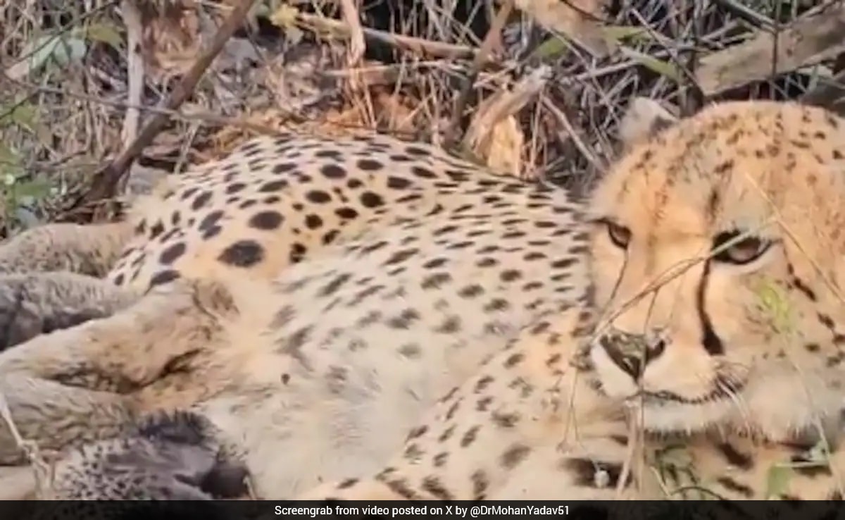 Indian-Born Cheetah Mukhi Gives Birth To 5 Cubs At Kuno National Park