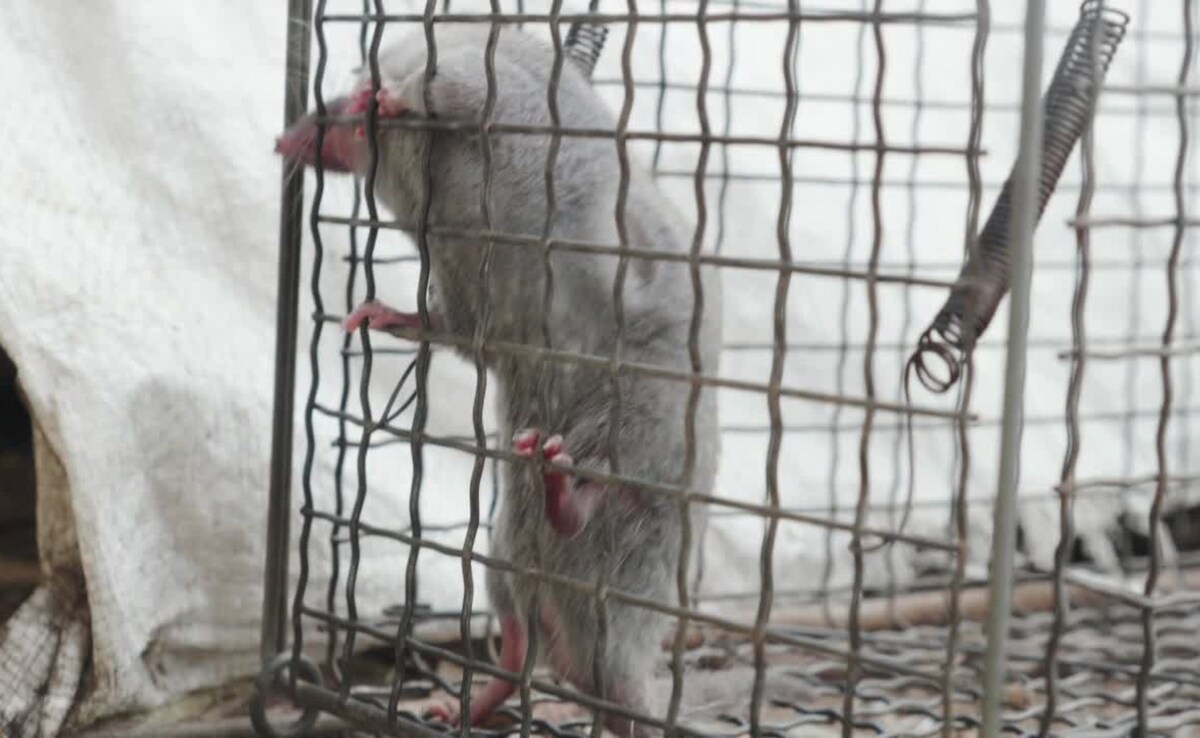 Pune Rat Terror: PMC Launches 'Operation Pinjara' to Curb Rat Menace ...