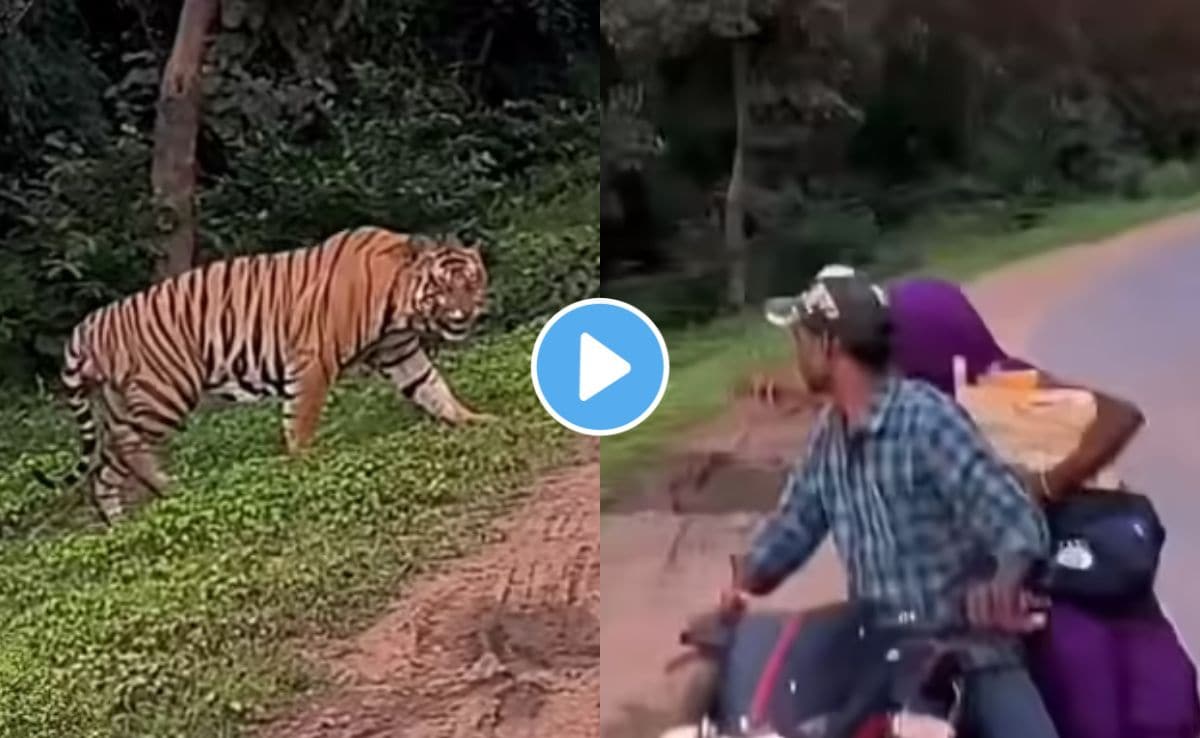 what happened with people after seeing bengal tiger crossing the road ...