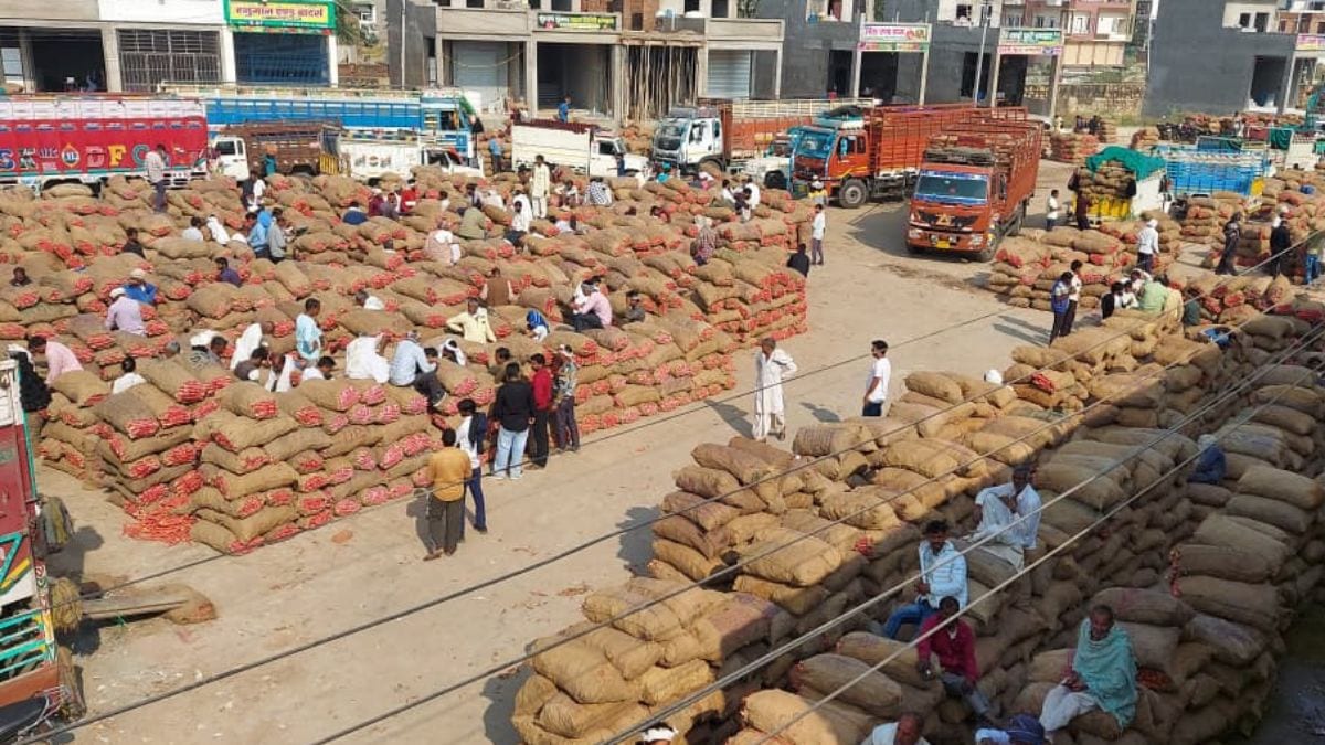 Rajasthan: कोटपूतली की लाल गाजर का धमाल, मंडी में हर रोज1 करोड़ का ...