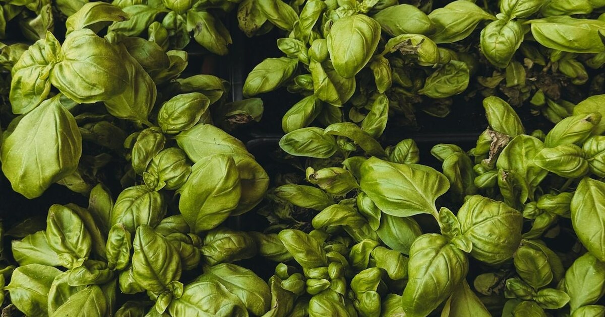 Health Benefits Of Basil Leaves