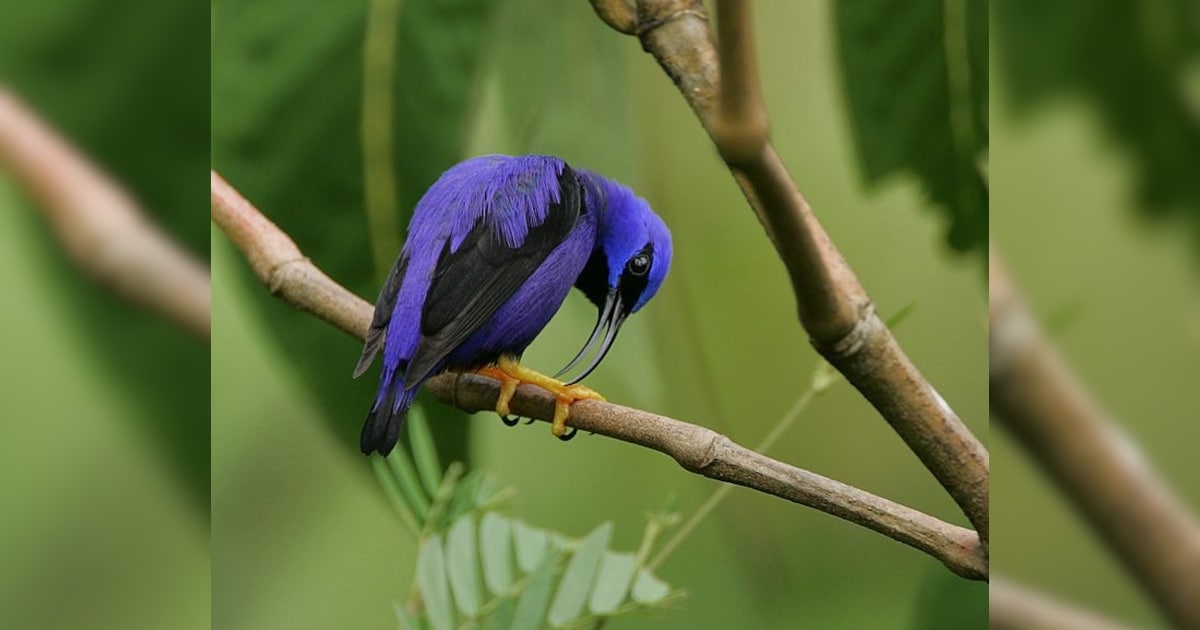 5 Rare And Beautiful Purple Animals