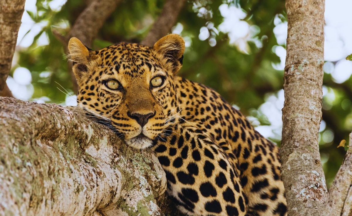Manikdoh leopard shelter in Pune district full capacity government ...