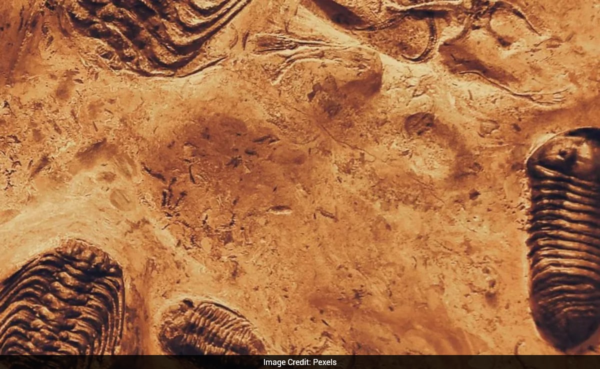 Ancient Fossils Show Animals Used Earth's Magnetic Field For GPS-Like ...