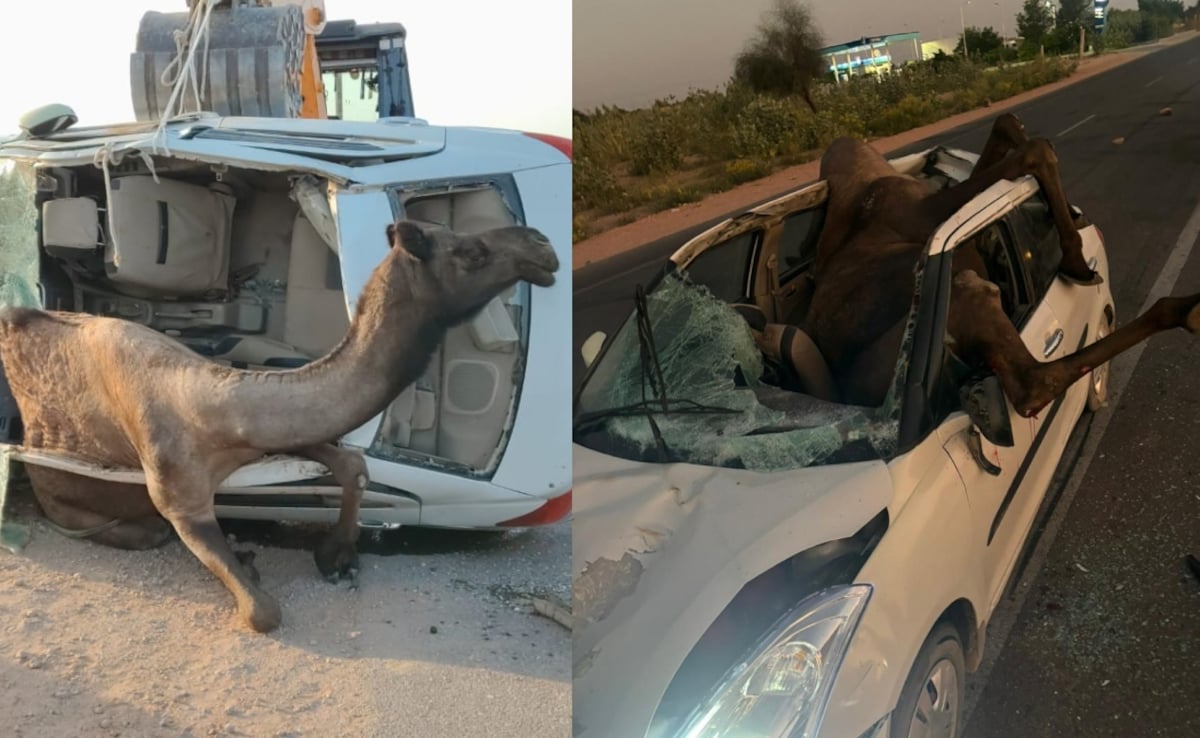 Camel Breaks Through Car's Roof, Gets Stuck After Head-On Crash In ...