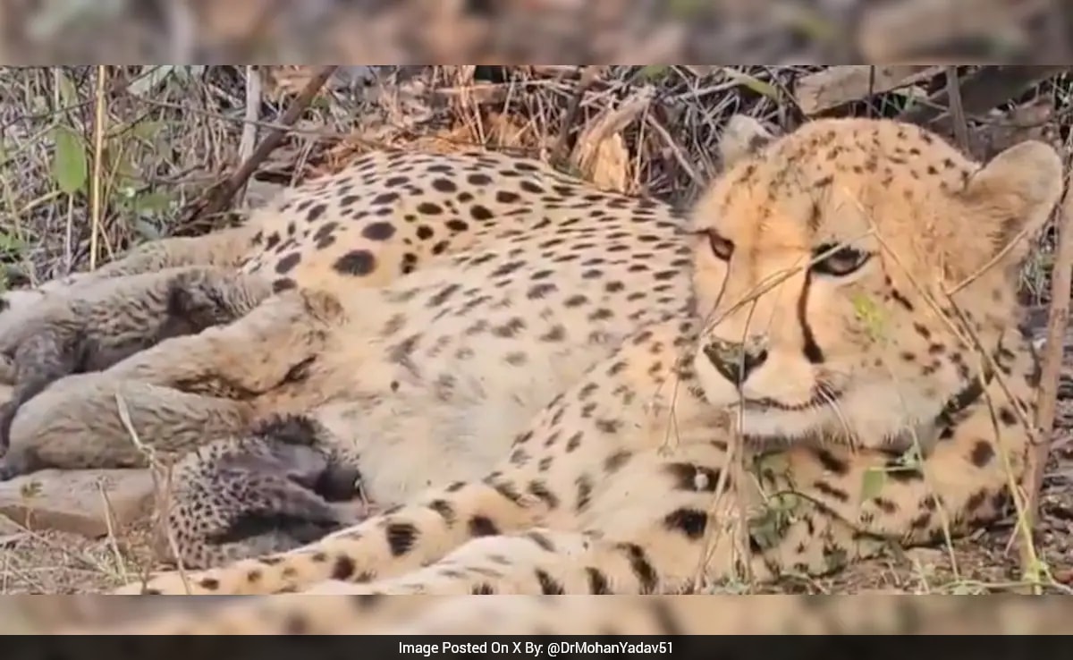 "Historic Milestone": Indian-Born Cheetah Gives Birth To 5 Cubs At Kuno ...
