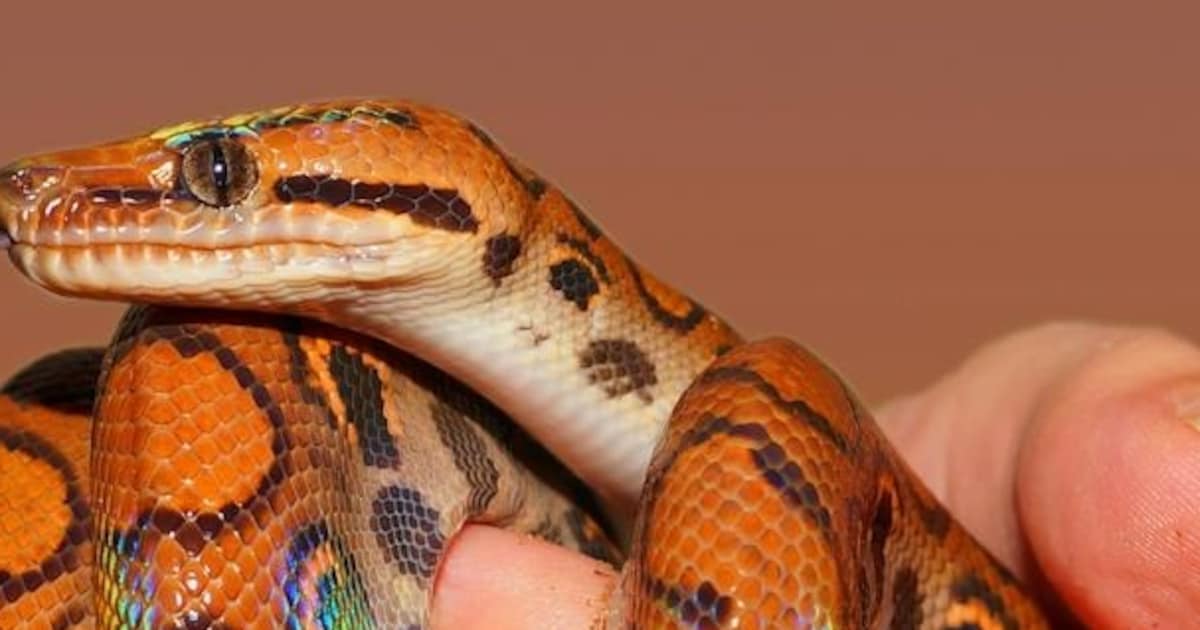 What Is Brumation In Reptiles