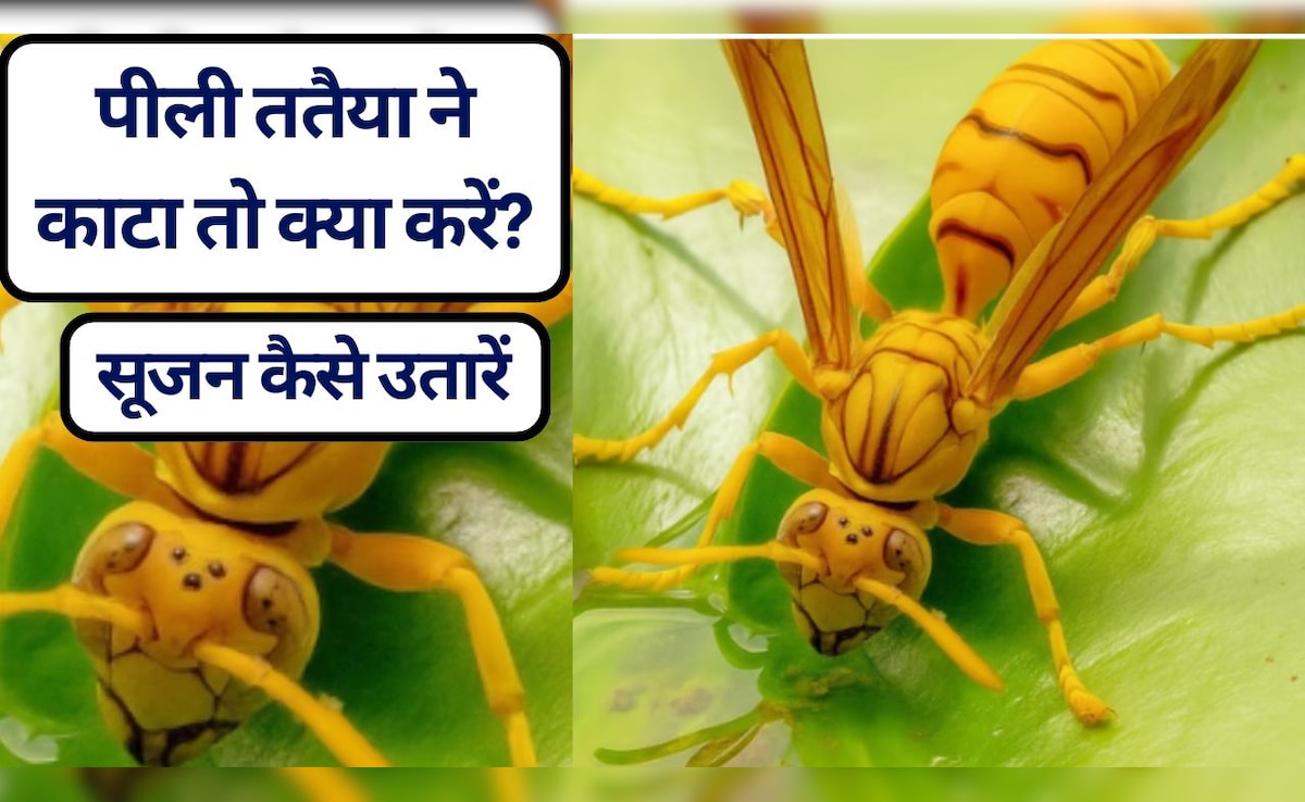 ततैया ने काटा तो क्या करें? ततैया काटने की सूजन कैसे उतारें, जानें पीली ...