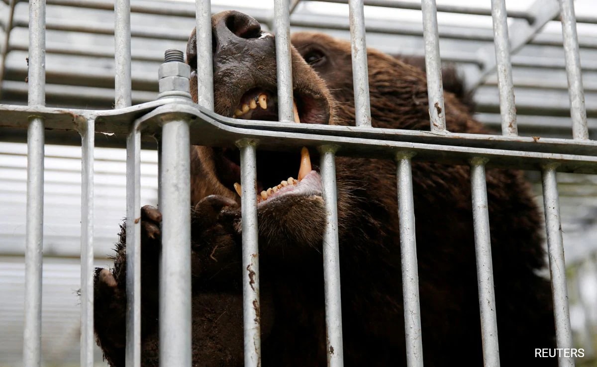 Bear Attacks In Japan: Soldiers, Jeeps, Armour To Combat Bears In Japan Town Known For Hot Springs