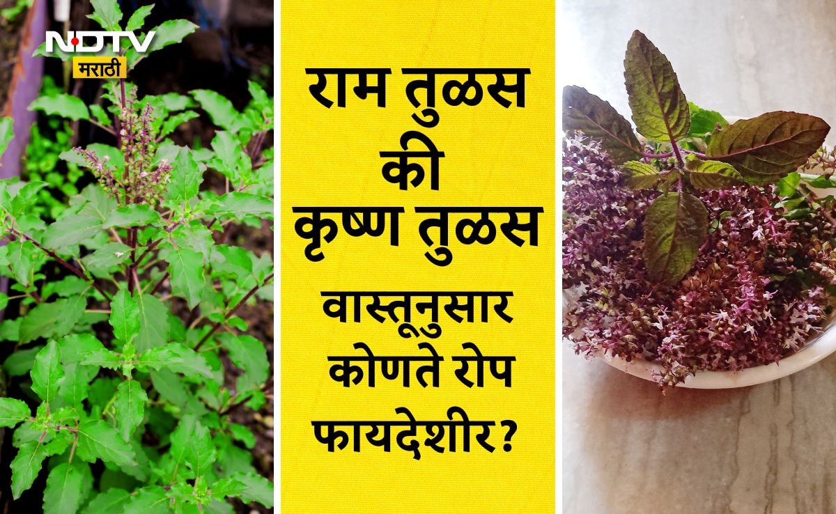 Vastu Tips Which Tulsi Plant Is Best For Worship Rama Tulsi or Krishna Tulsi Shyama Tulsi Rules ...