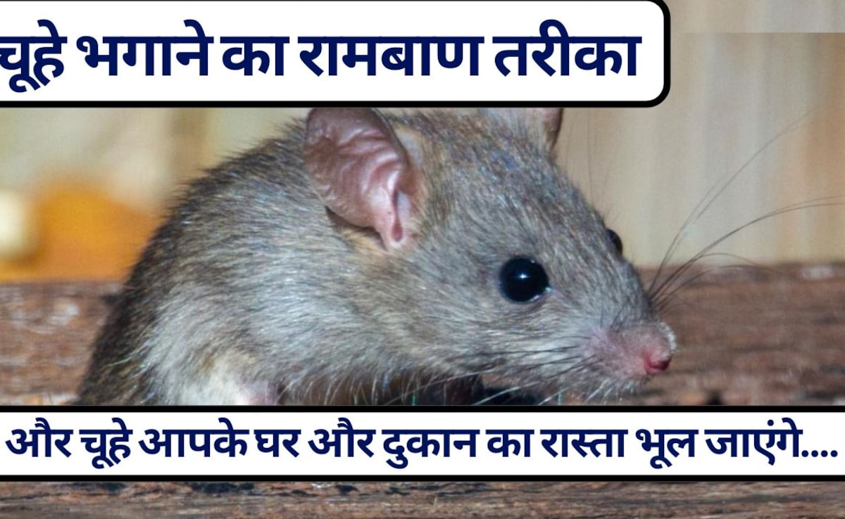 घर और दुकान से चूहे भगाने के 7 आसान उपाय: कौन सी गंध से भागते हैं चूहे ...