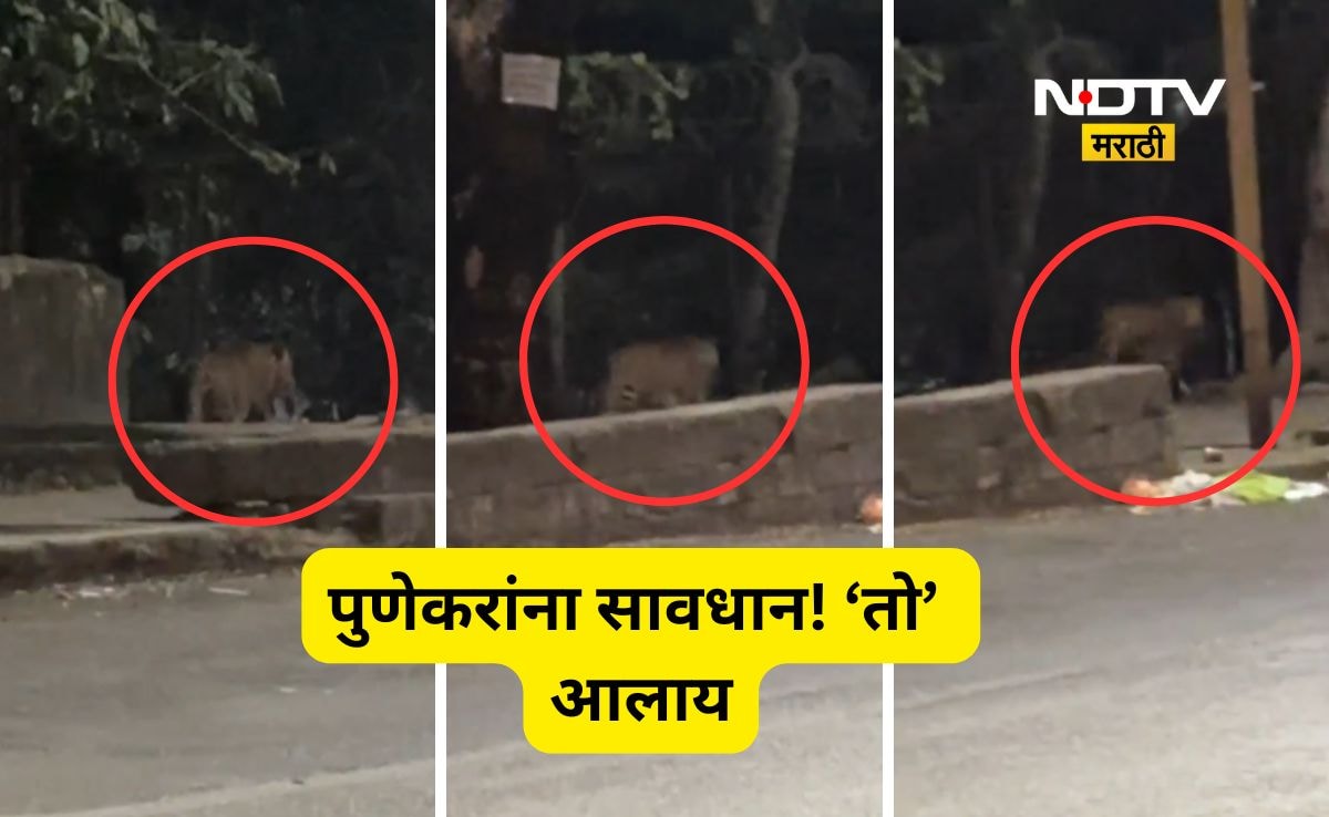 Pune News Leopard movement in Pashan area of Pune city, forest ...