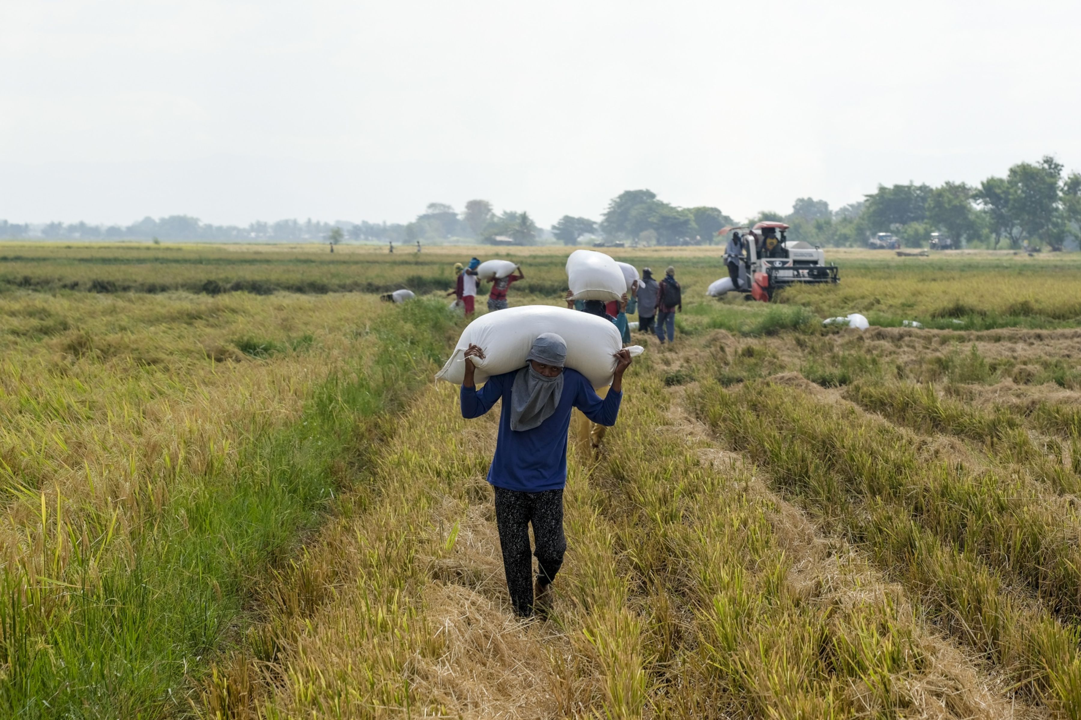 Will Guaranteed MSP for Alternatives Wean Punjab Farmers Away From Rice?