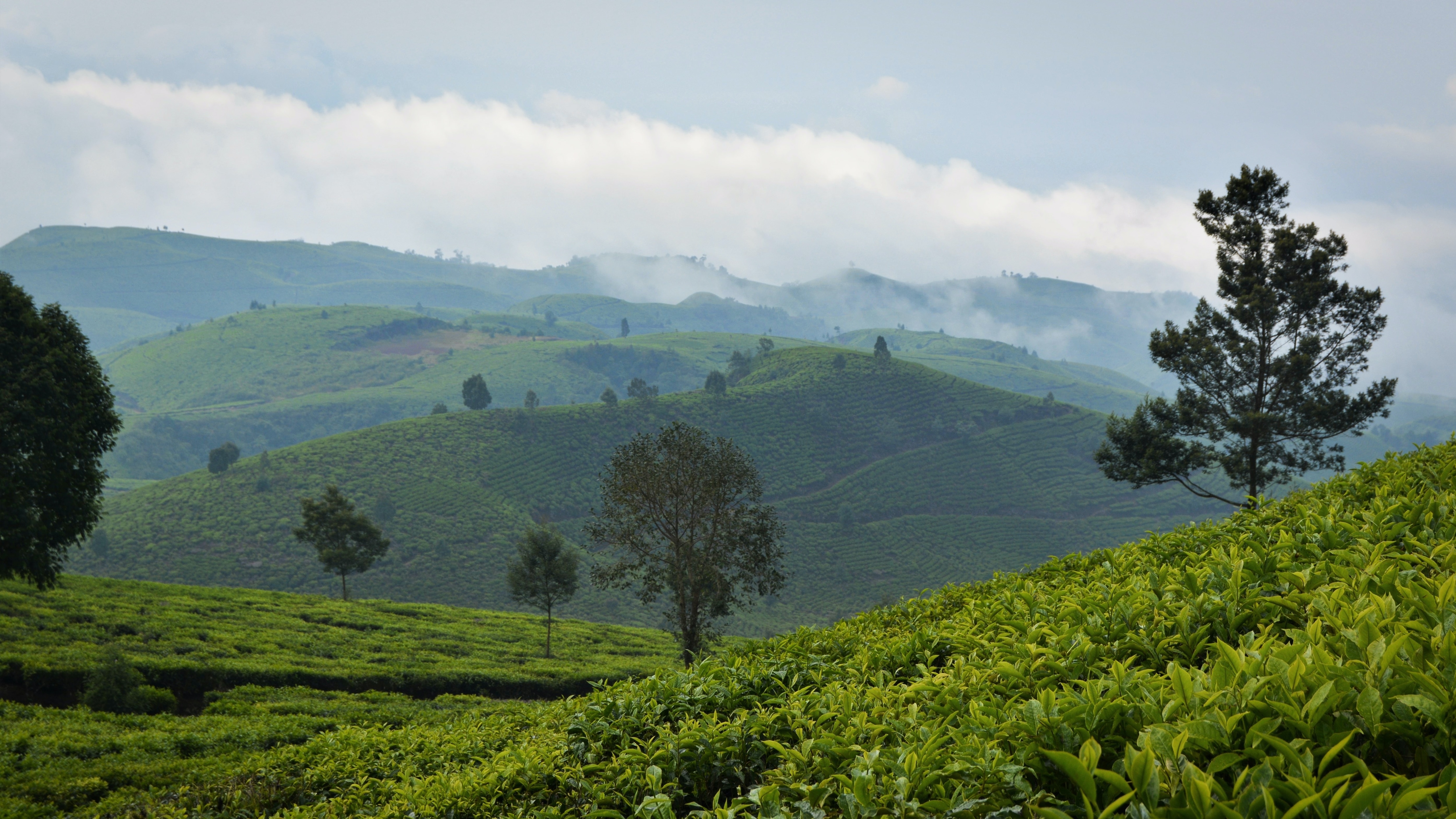 Tea Exports Fall In First Seven Months Of 2023