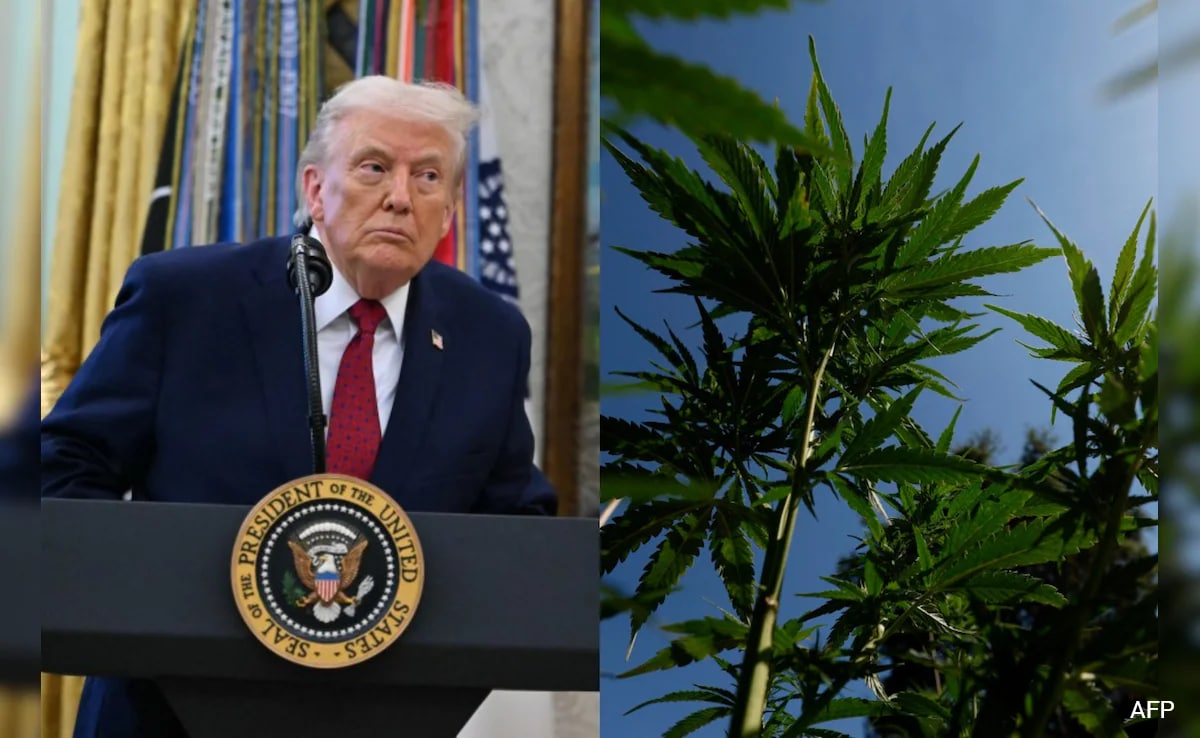 US President Donald Trump Considers Reclassifying Marijuana As Less ...