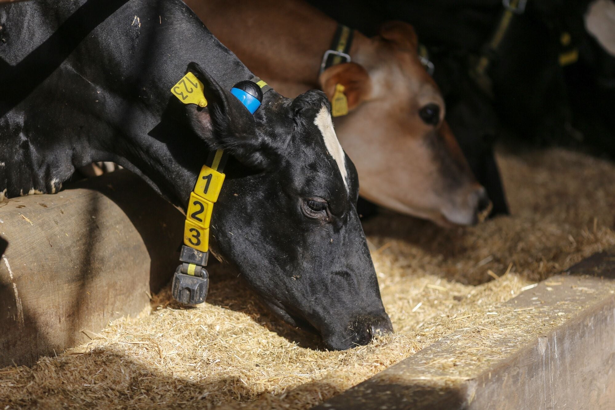 Dairy Stocks Rally as Heatwaves Drive Rare Shortage in World’s Biggest ...