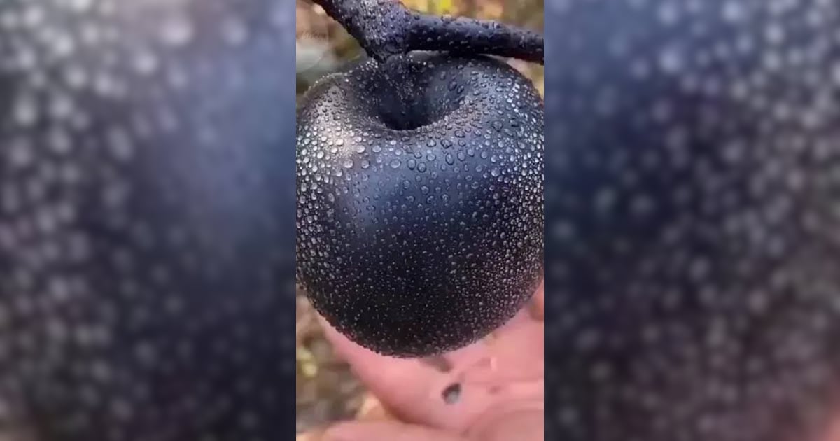 Health Benefits Of Black Diamond Apple