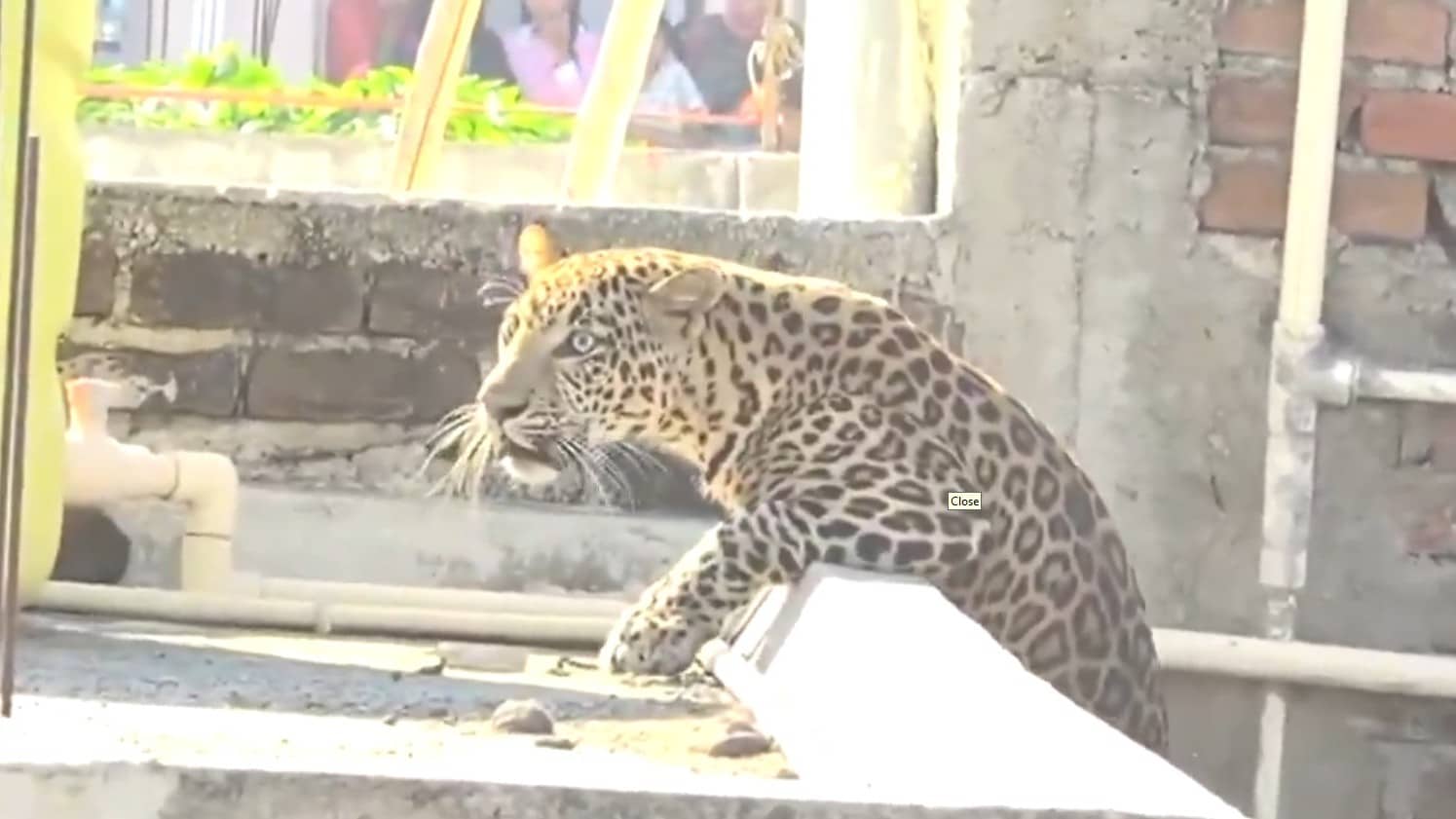 Leopard Enters Residential Area In Nagpur, Injures Seven People | Watch