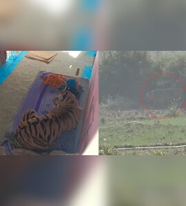 tiger attack man wounds