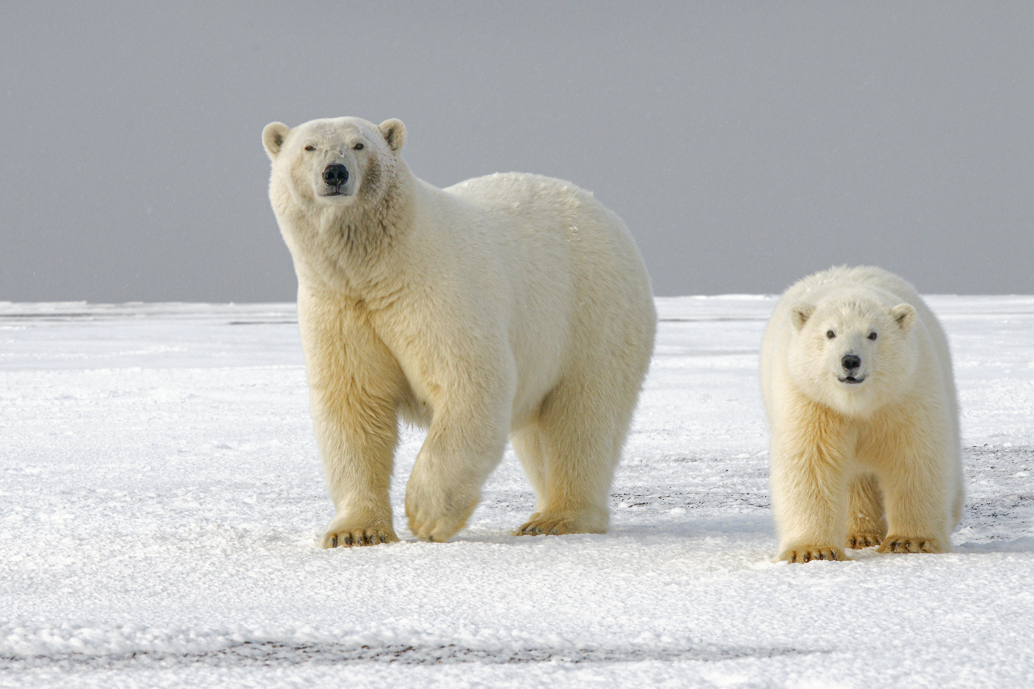 The Climate Crisis Is Starving Polar Bears. Humans Should Take Note.