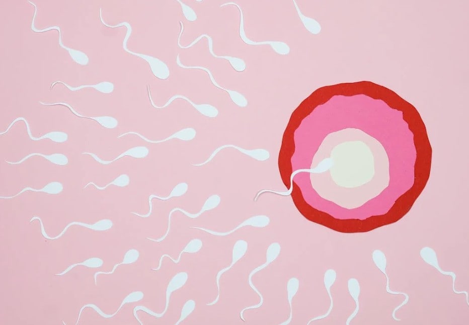 Beyond the Race: A Nutritionist Explains The Science Behind Egg Selection