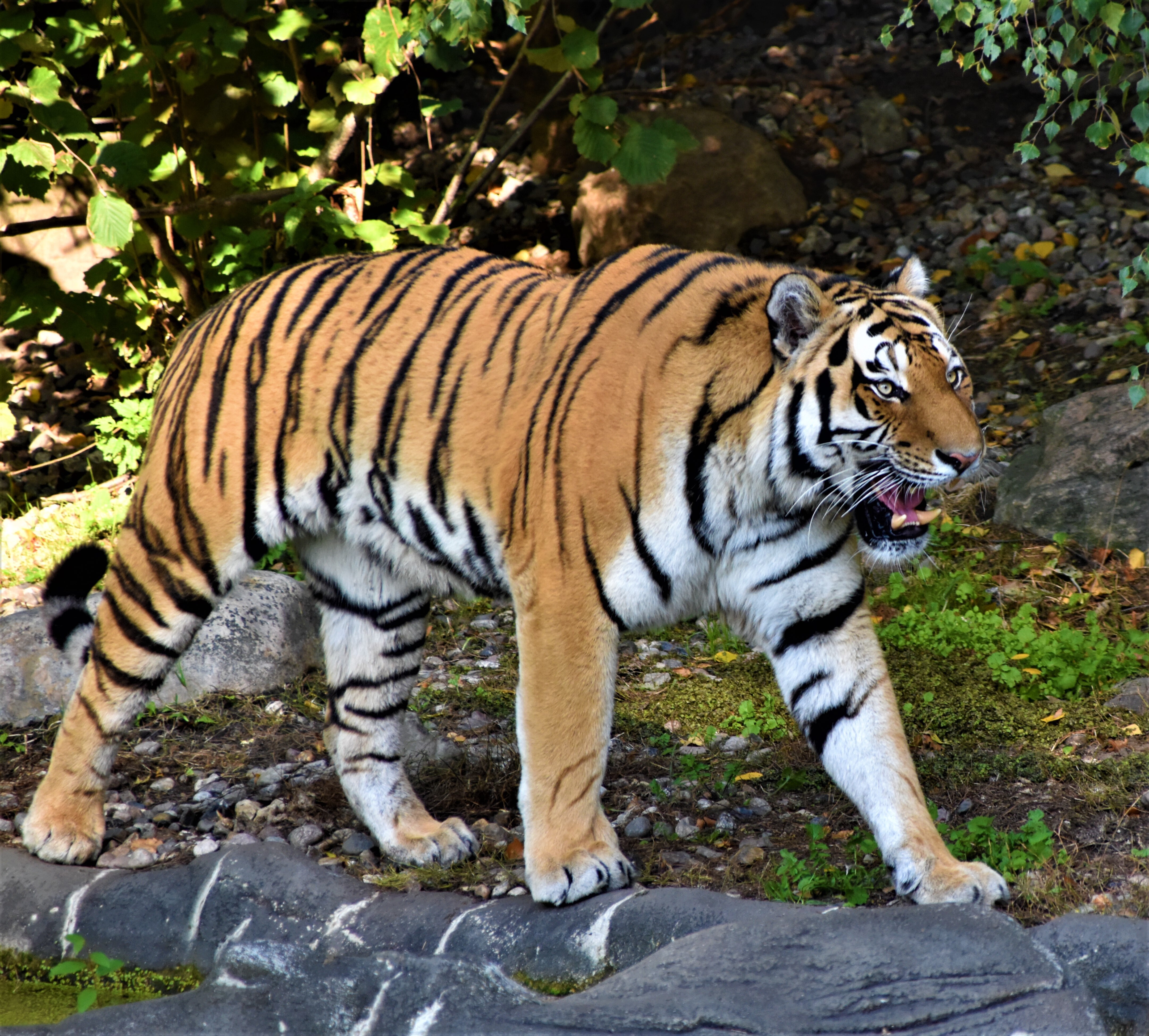 Maintaining Viable Tiger Population, Balancing Development India's Goal ...