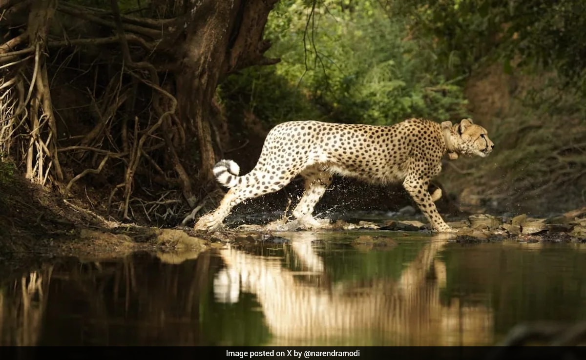 On International Cheetah Day, PM Modi Invites Wildlife Enthusiasts To India